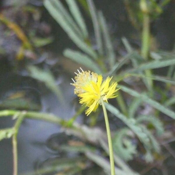 Water Sensitive (Neptunia Plena) Plant Care & How to Grow, Water