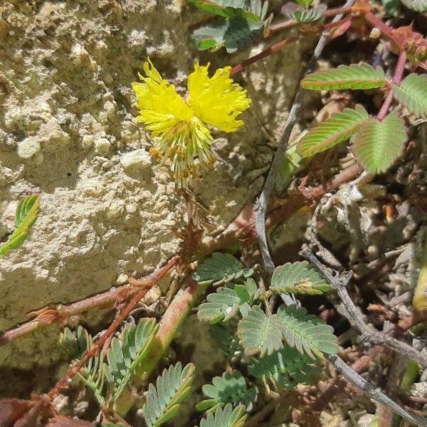 Tropical Puff (Neptunia Pubescens) Plant Care & How to Grow, Water