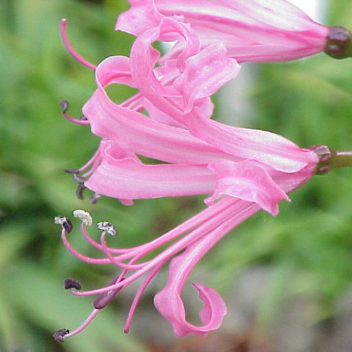 Guernsey Lily (Nerine Bowdenii) Plant Care & How to Grow, Water