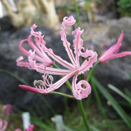 Nerine Humilis Plant Care & How to Grow, Water