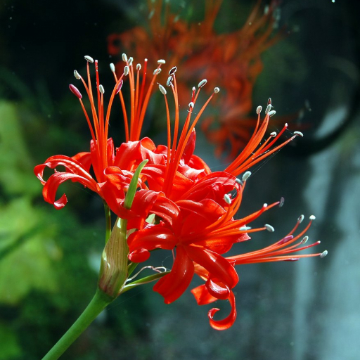 Guernsey Lily (Nerine Sarniensis) Plant Care & How to Grow, Water