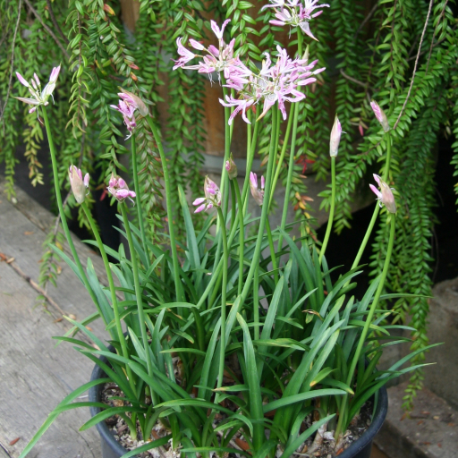 Cape Flower (Nerine Undulata) Plant Care & How to Grow, Water