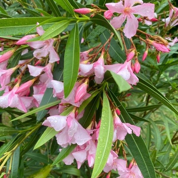 Nerium Indicum X Nerium Oleander Plant Care & How to Grow, Water