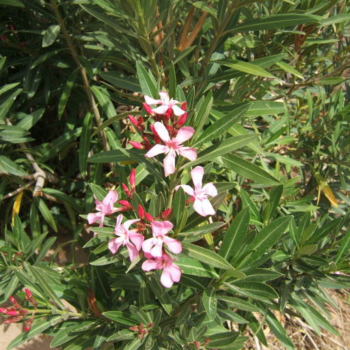 Oleander (Nerium Oleander) Plant Care & How to Grow, Water