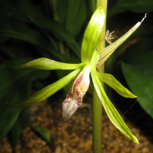 Tall Shield Orchid (Nervilia Concolor) Plant Care & How to Grow, Water