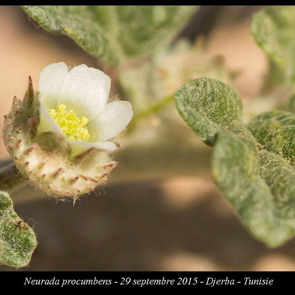 Camel's Thorn (Neurada Procumbens) Plant Care & How to Grow, Water