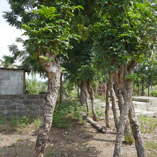 Akoko (Newbouldia Laevis) Plant Care & How to Grow, Water