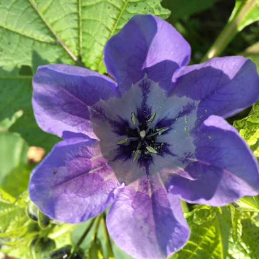 Apple-of-Peru (Nicandra Physalodes) Plant Care & How to Grow, Water
