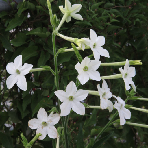Persian Tobacco (Nicotiana Alata) Plant Care & How to Grow, Water