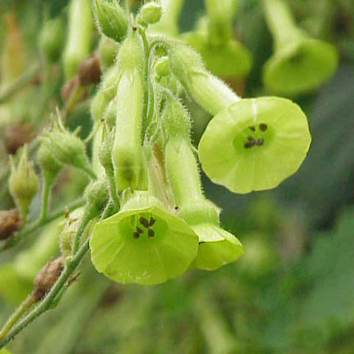 Langsdorff's Tobacco (Nicotiana Langsdorffii) Plant Care & How to Grow ...