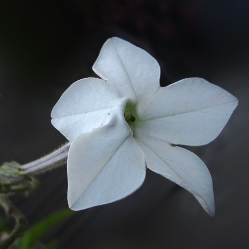 Long-flower Tobacco (Nicotiana Longiflora) Plant Care & How to Grow, Water
