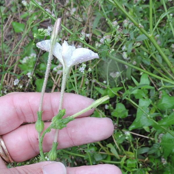 Fiddleleaf Tobacco (Nicotiana Repanda) Plant Care & How to Grow, Water
