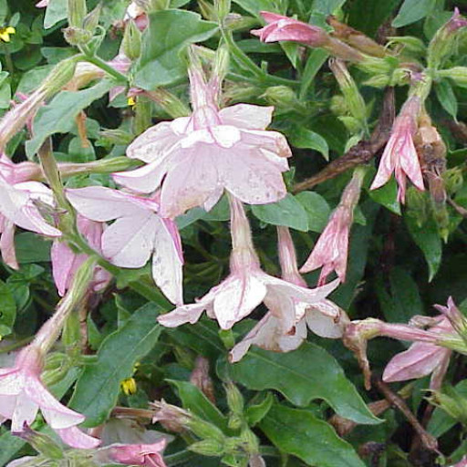 Nicotiana X Sanderae Plant Care & How to Grow, Water