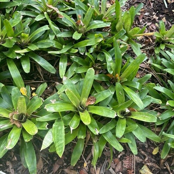 Nidularium Rutilans Plant Care & How to Grow, Water