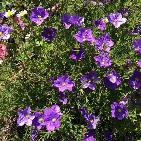 Dwarf Cupflower (Nierembergia Hippomanica) Plant Care & How to Grow, Water