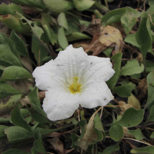 White Cup Flower (Nierembergia Rivularis) Plant Care & How to Grow, Water