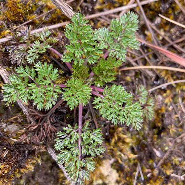 Niphogeton Dissecta Plant Care & How to Grow, Water