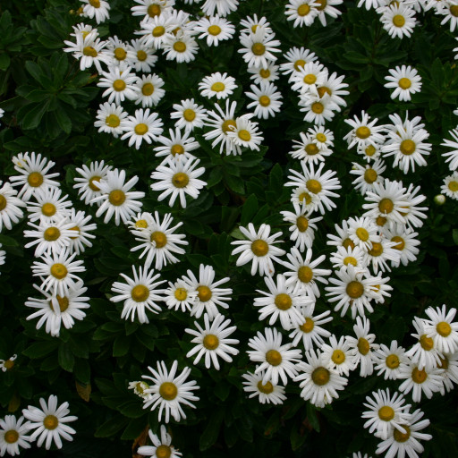 Nippon Daisy (Nipponanthemum Nipponicum) Plant Care & How to Grow, Water
