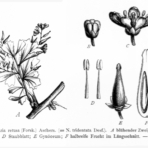 Salt Tree (Nitraria Retusa) Plant Care & How to Grow, Water