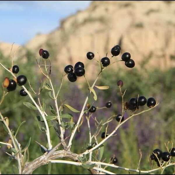 Siberian Nitre Bush (Nitraria Sibirica) Plant Care & How to Grow, Water