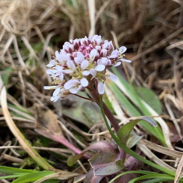 Alpine Pennycress (Noccaea Caerulescens) Plant Care & How to Grow, Water