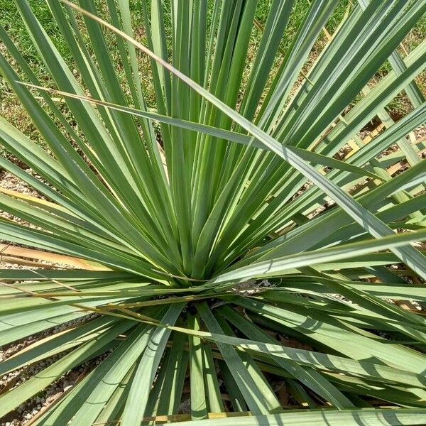Green Beargrass Tree (Nolina Hibernica) Plant Care & How to Grow, Water