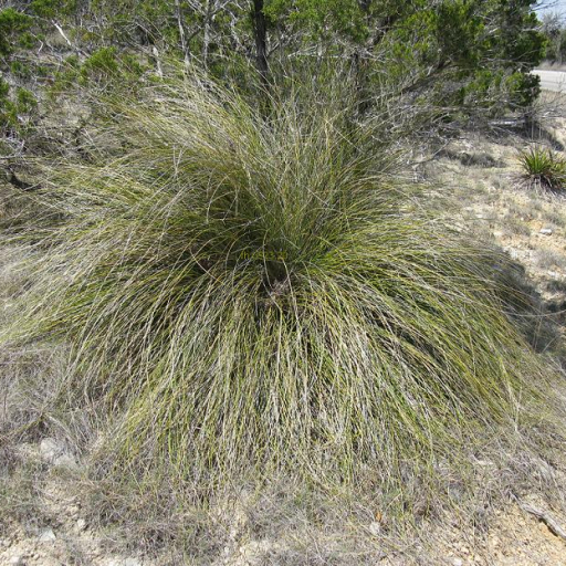 Devil's Shoestring (Nolina Lindheimeriana) Plant Care & How to Grow, Water