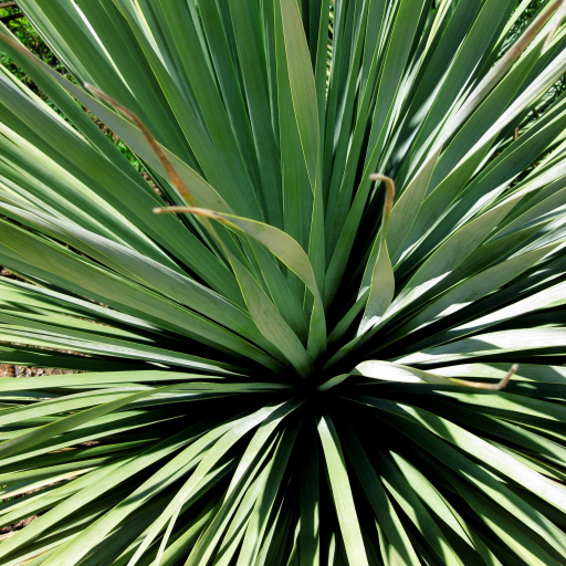 Blue Nolina (Nolina Nelsonii) Plant Care & How to Grow, Water