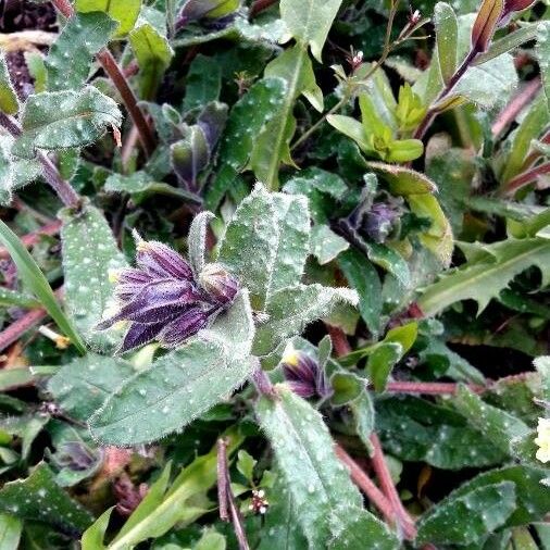 Yellow Nonea (Nonea Lutea) Plant Care & How to Grow, Water