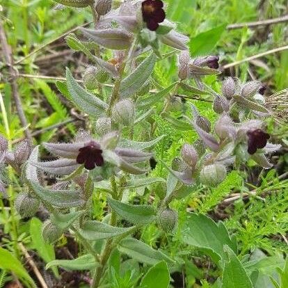 Brown Nonea (Nonea Pulla) Plant Care & How to Grow, Water