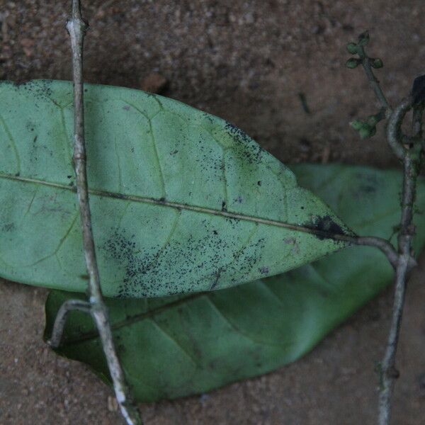 Noronhia Africana Plant Care & How to Grow, Water