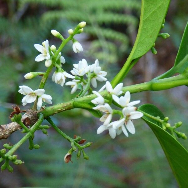 Noronhia Broomeana Care Guide: Water, Soil & Propagation - Plantiary