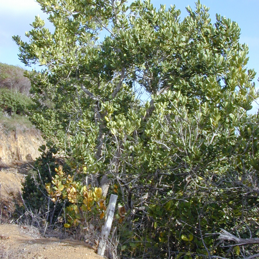 Madagascar Olive (Noronhia Emarginata) Plant Care & How to Grow, Water