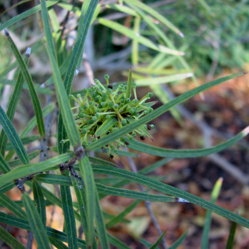 Lloyd's Native Olive (Notelaea Lloydii) Plant Care & How to Grow, Water