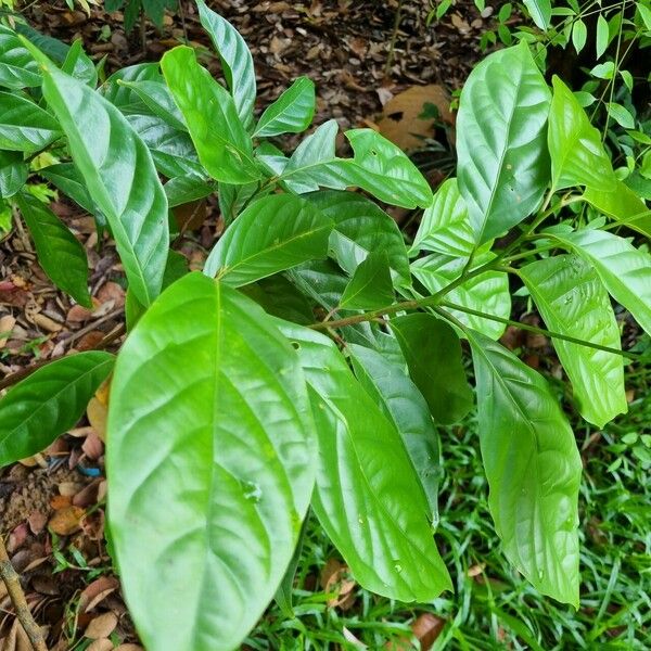 Bong Tree (Nothaphoebe Umbelliflora) Plant Care & How to Grow, Water