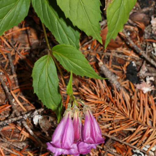 Woodland Beardtongue (Nothochelone Nemorosa) Care Guide: Water, Soil ...