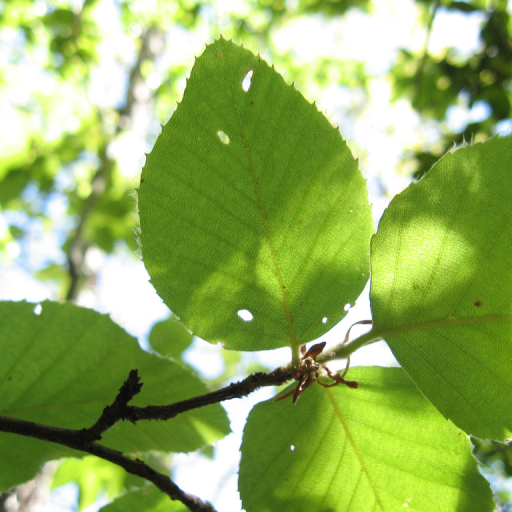 Ruil (Nothofagus Alessandrii) Plant Care & How to Grow, Water