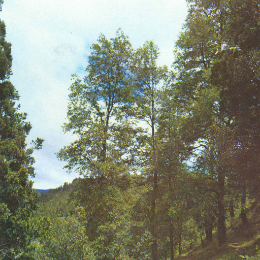 Rauli (Nothofagus Alpina) Plant Care & How to Grow, Water