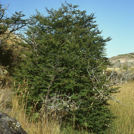 Antarctic Beech (Nothofagus Antarctica) Plant Care & How to Grow, Water