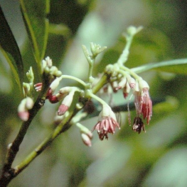 Nothofagus Balansae Plant Care & How to Grow, Water