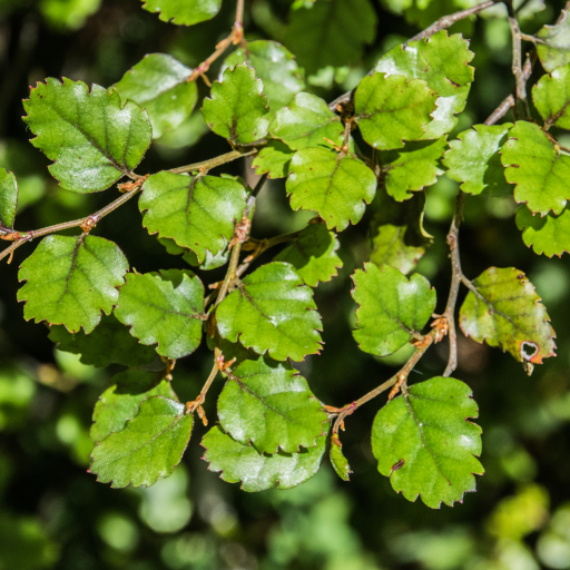 Red Beech (Nothofagus Fusca) Plant Care & How to Grow, Water
