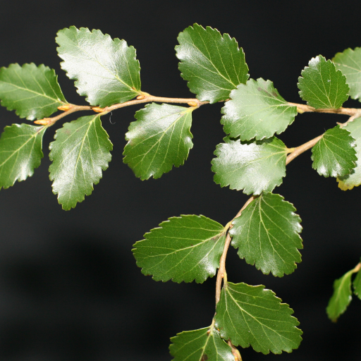 Silver Beech (Nothofagus Menziesii) Plant Care & How to Grow, Water