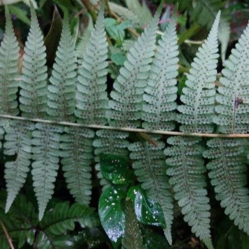 Scaly Wood Fern (Nothoperanema Squamisetum) Plant Care & How to Grow, Water