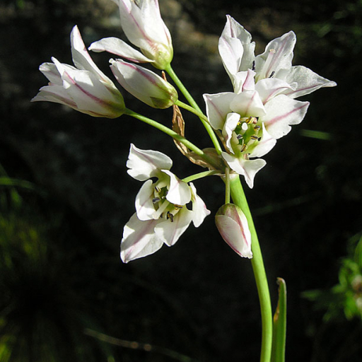 Slender False Garlic (Nothoscordum Gracile) Plant Care & How to Grow, Water