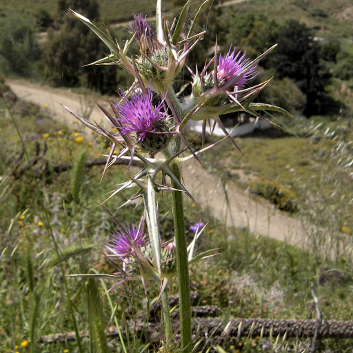 Syrian Thistle (Notobasis Syriaca) Plant Care & How to Grow, Water