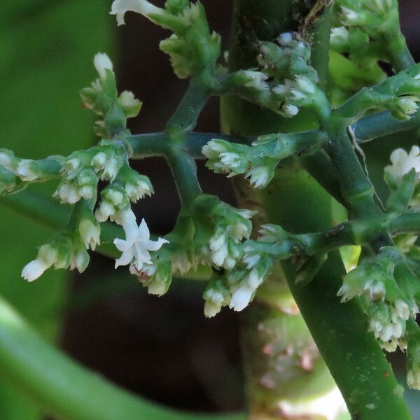 Notopleura Discolor Plant Care & How to Grow, Water