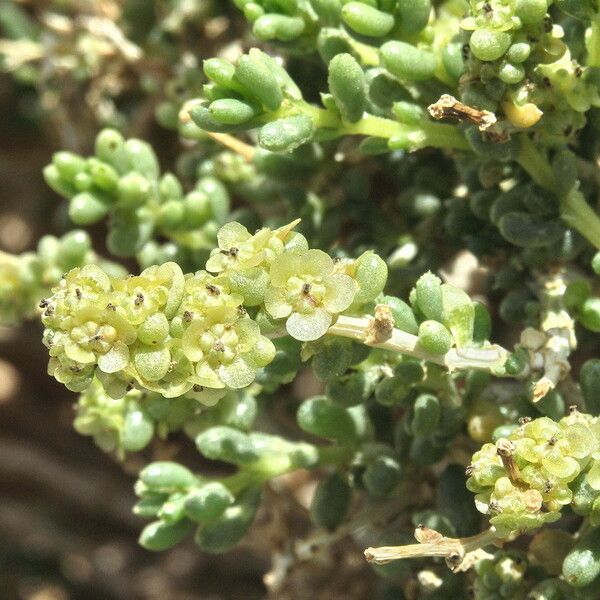 Nucularia Perrinii Care Guide: Water, Soil & Propagation - Plantiary