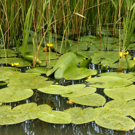 Varigated Yellow Pond-lily (Nuphar Lutea) Plant Care & How to Grow, Water