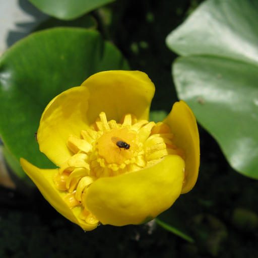 Least Water-lily (Nuphar Pumila) Plant Care & How to Grow, Water
