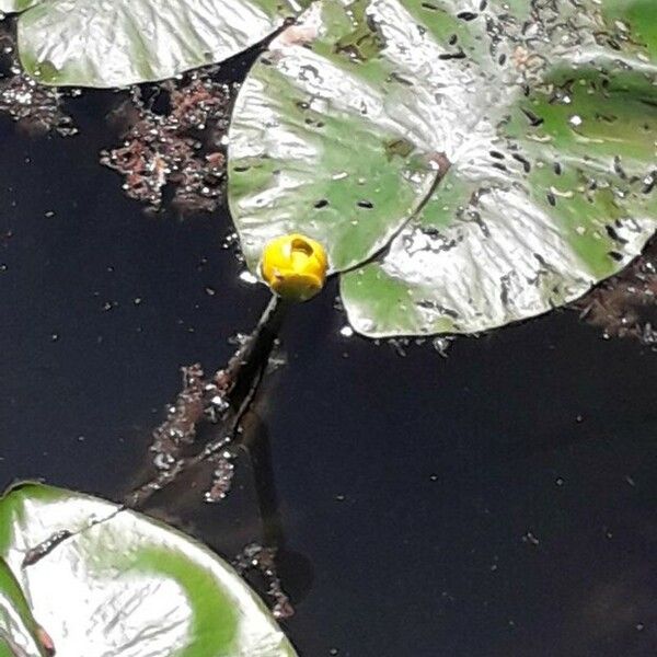 Nuphar X Spenneriana Plant Care & How to Grow, Water